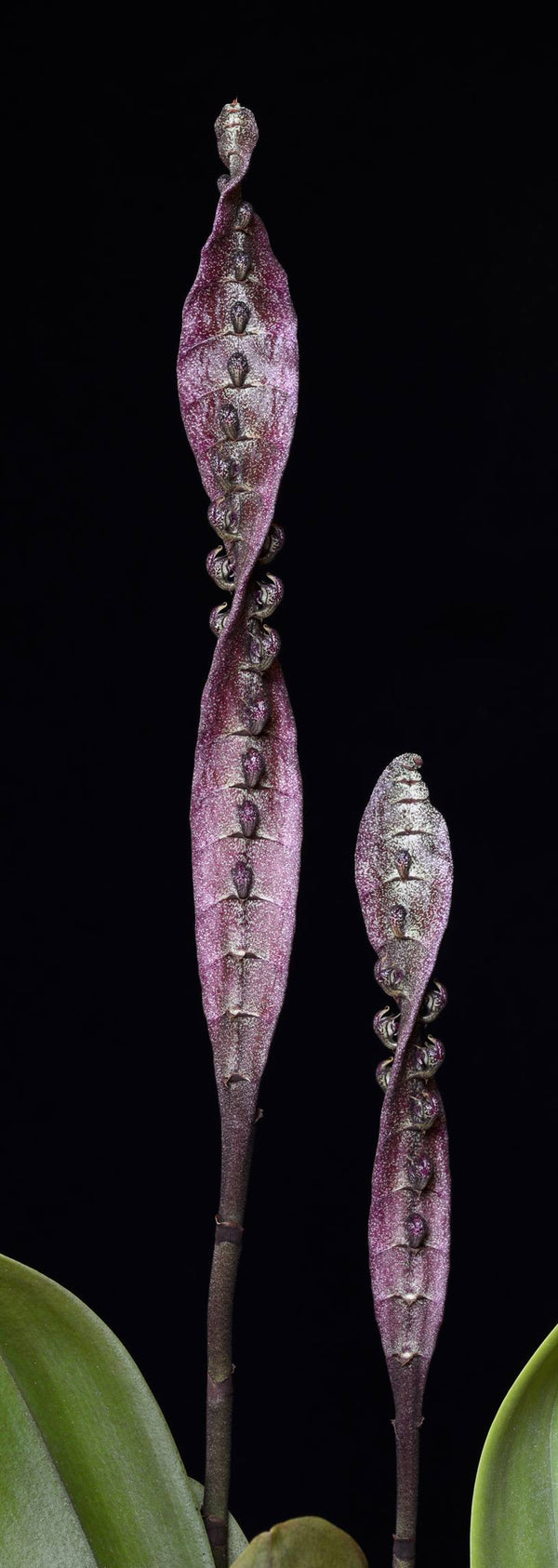 Spiral of Light - Alypsis